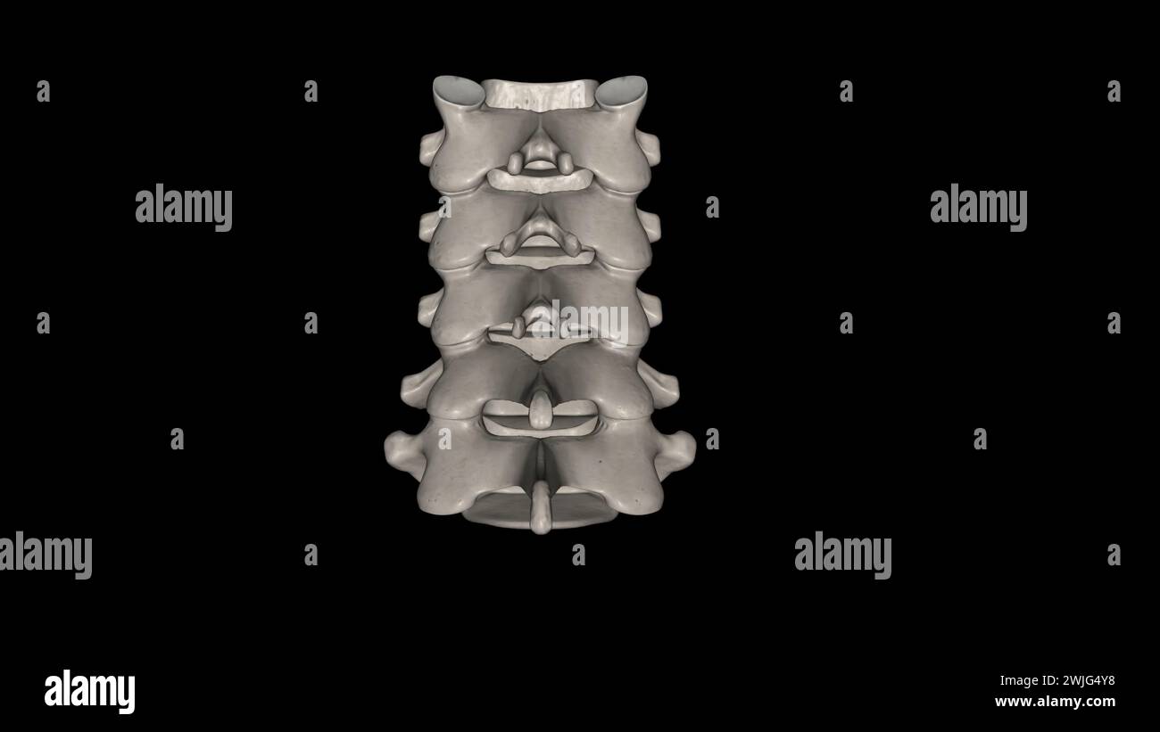Cervical vertebrae c7 hi-res stock photography and images - Alamy