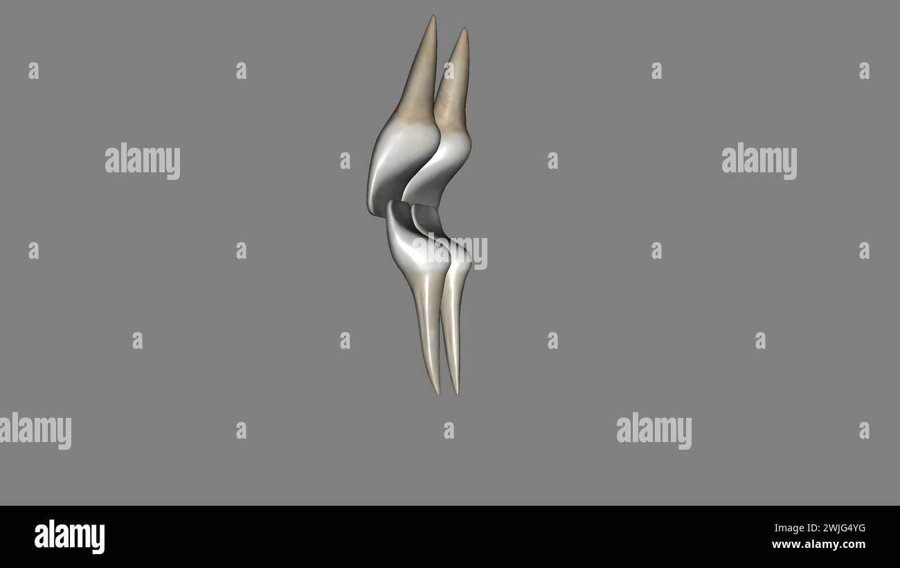 Maxillary incisor hi-res stock photography and images - Alamy