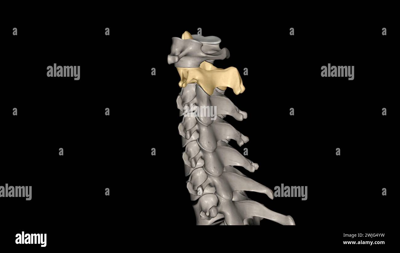 C2 ribs hi-res stock photography and images - Alamy