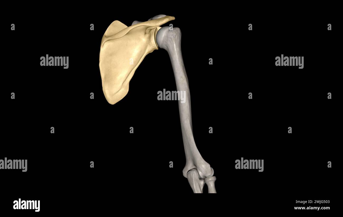 Triangular bones hi-res stock photography and images - Alamy