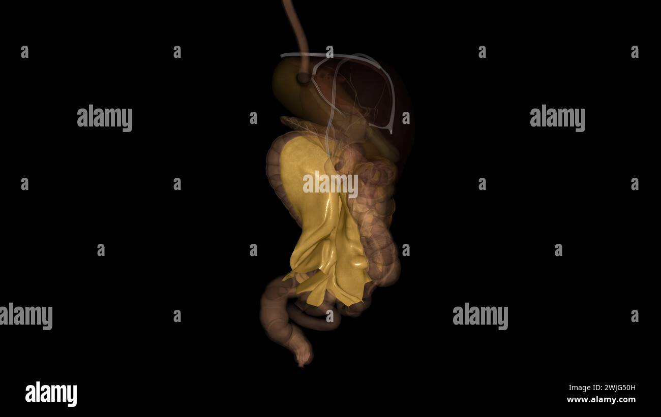 Mesocolon hi-res stock photography and images - Alamy