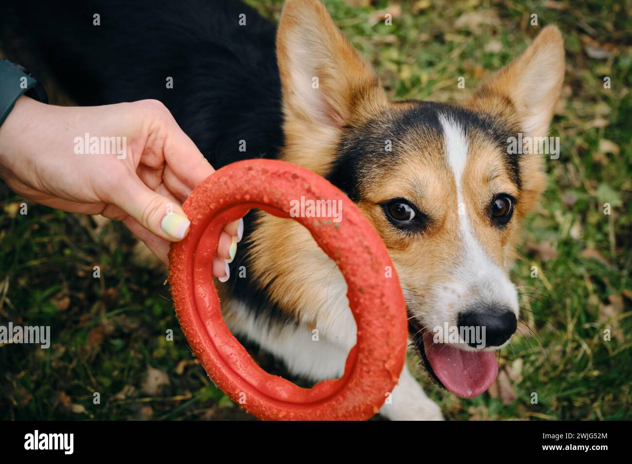 Welsh corgi Pembroke Tricolor walks in the park in early spring. Female ...