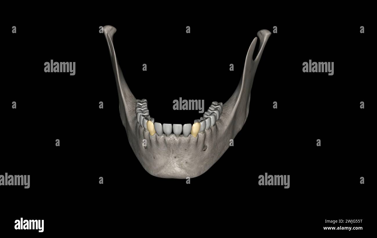 Mandibular first premolar hi-res stock photography and images - Alamy