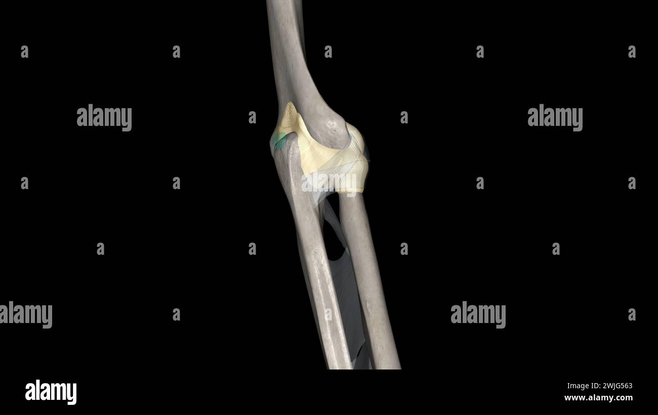 Elbow capsule hi-res stock photography and images - Alamy