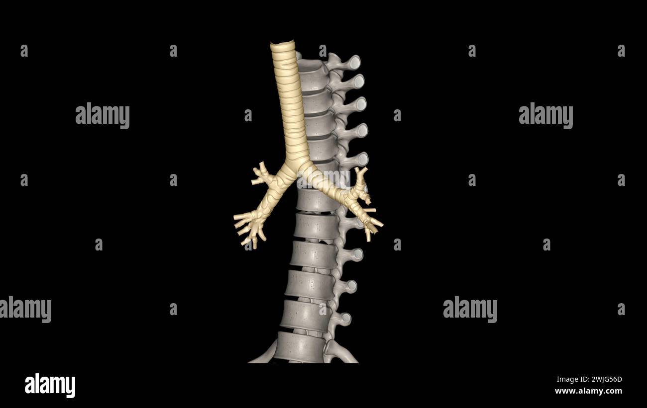 Asthma bronchial tubes hi-res stock photography and images - Alamy