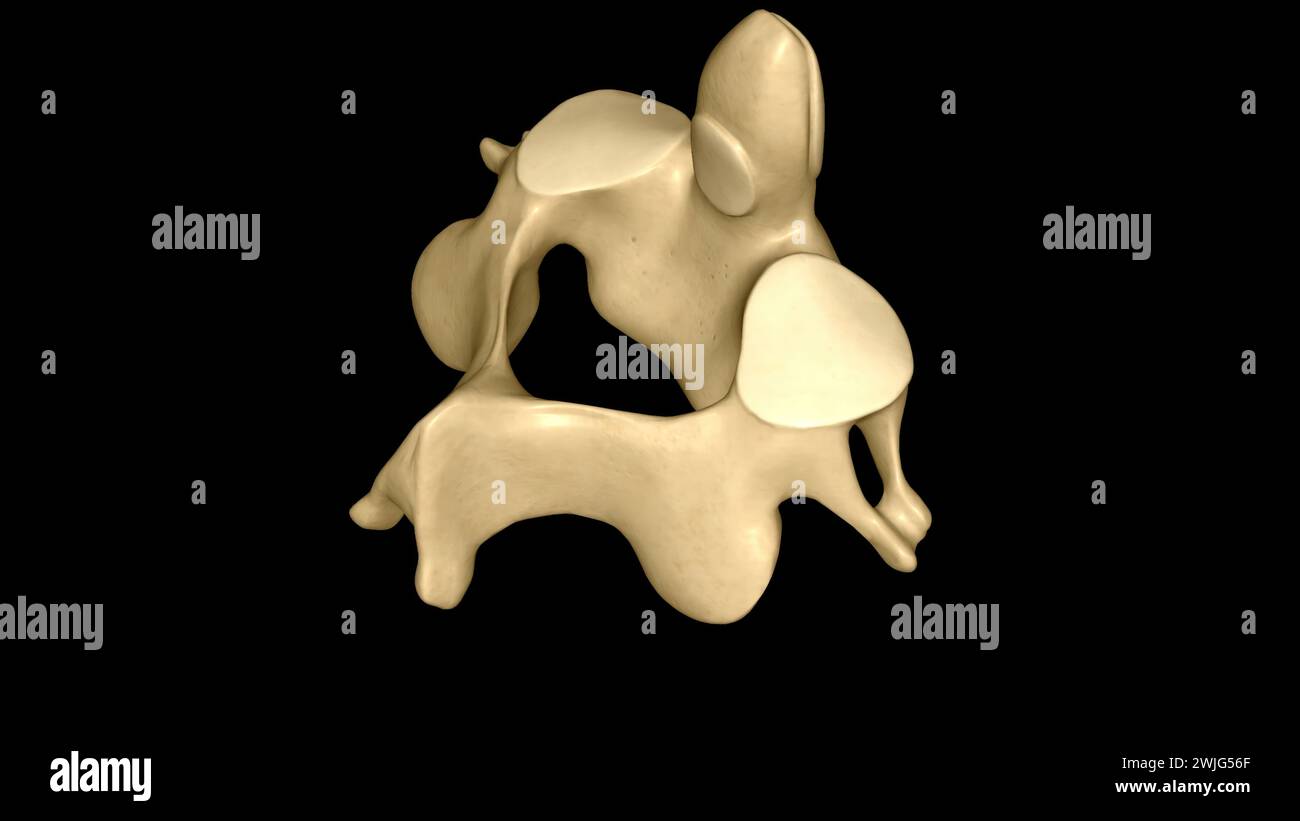 C2 ribs hi-res stock photography and images - Alamy