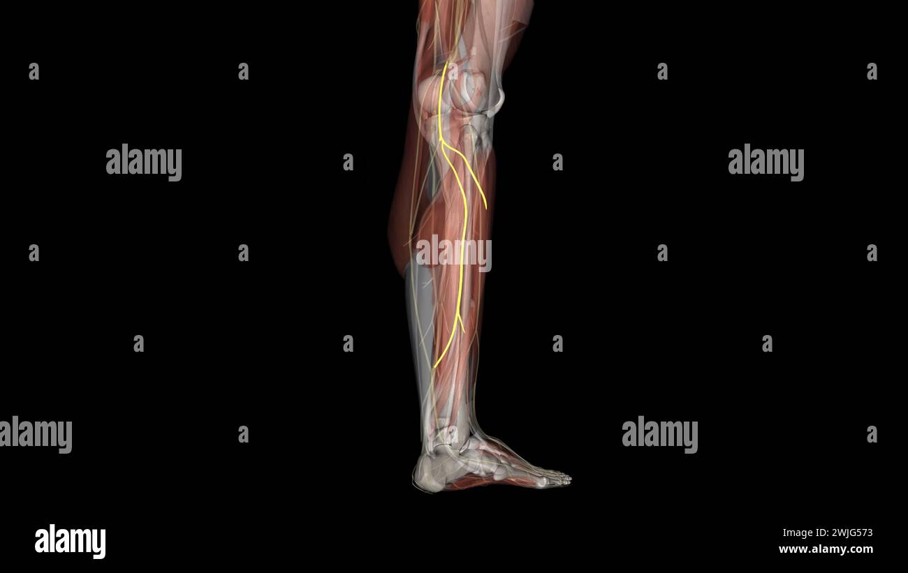 The lateral sural cutaneous nerve of the lumbosacral plexus supplies ...
