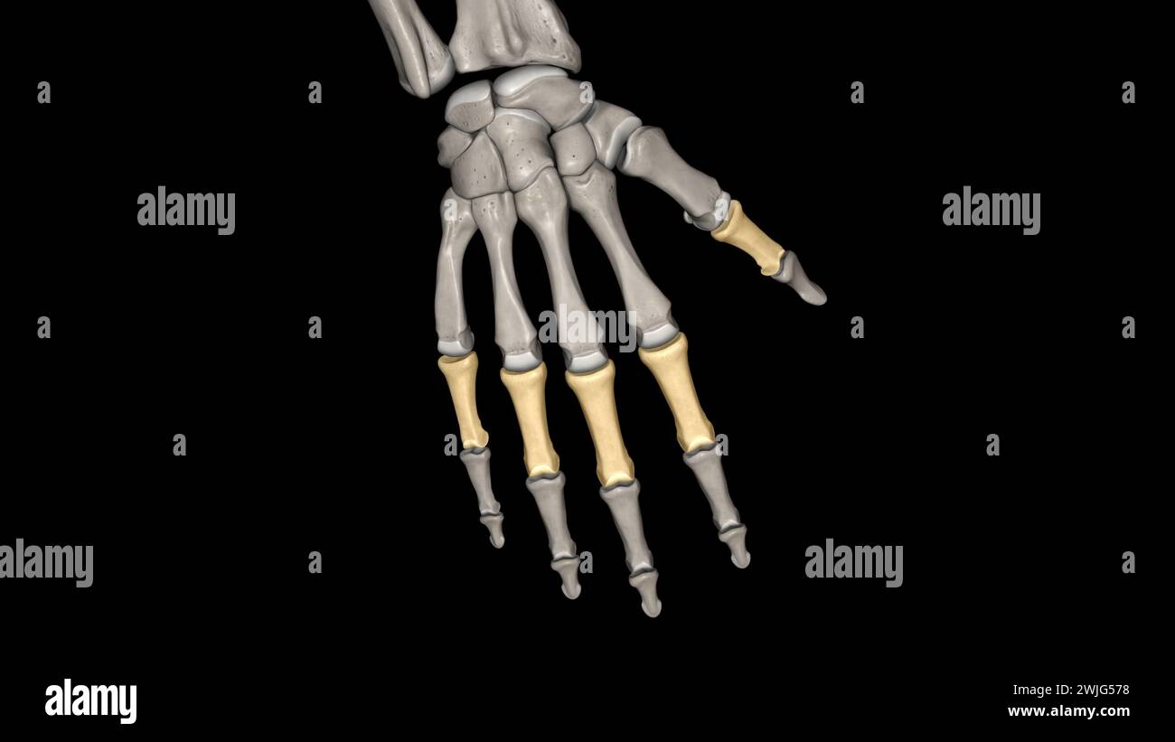 the proximal, or first bone, in the fingers when counting from the hand ...