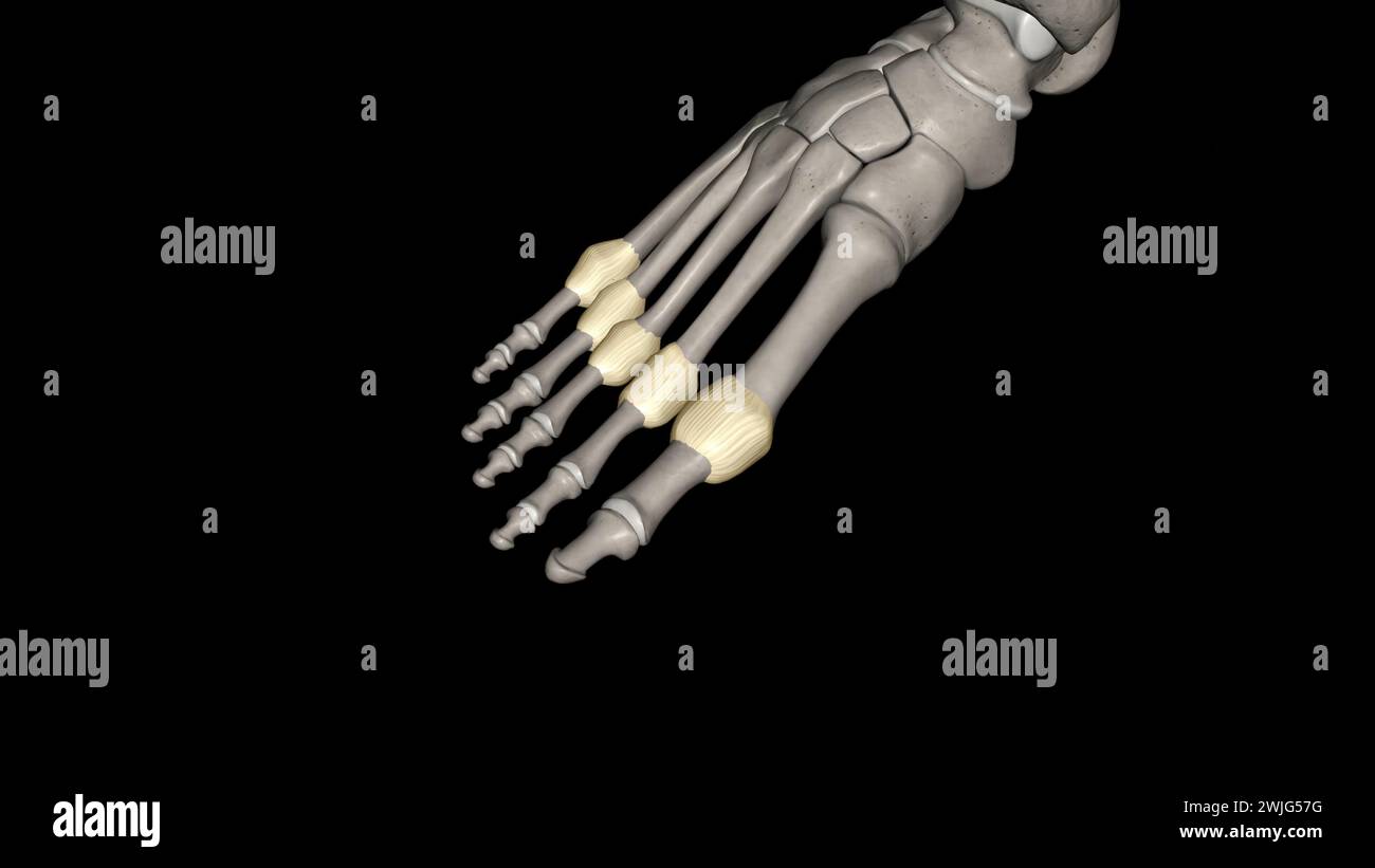 Metatarsophalangeal joint hi-res stock photography and images - Alamy