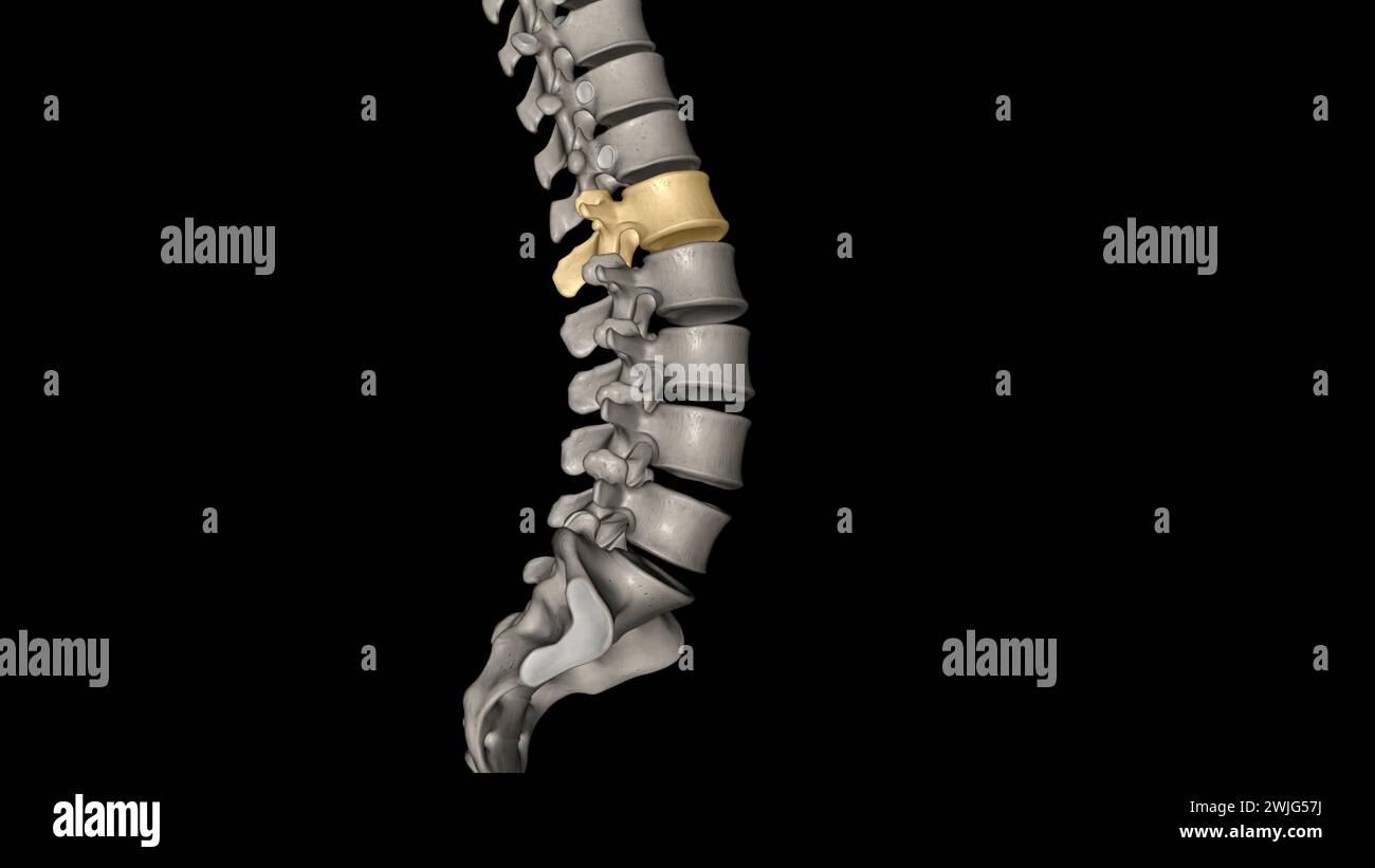 Leg muscle anatomy labeled hi-res stock photography and images - Alamy