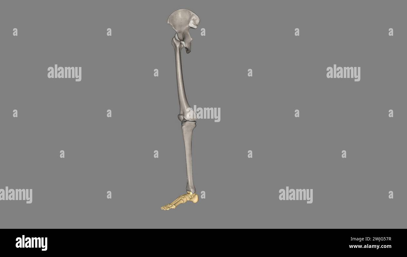 Complex joints of body hi-res stock photography and images - Alamy