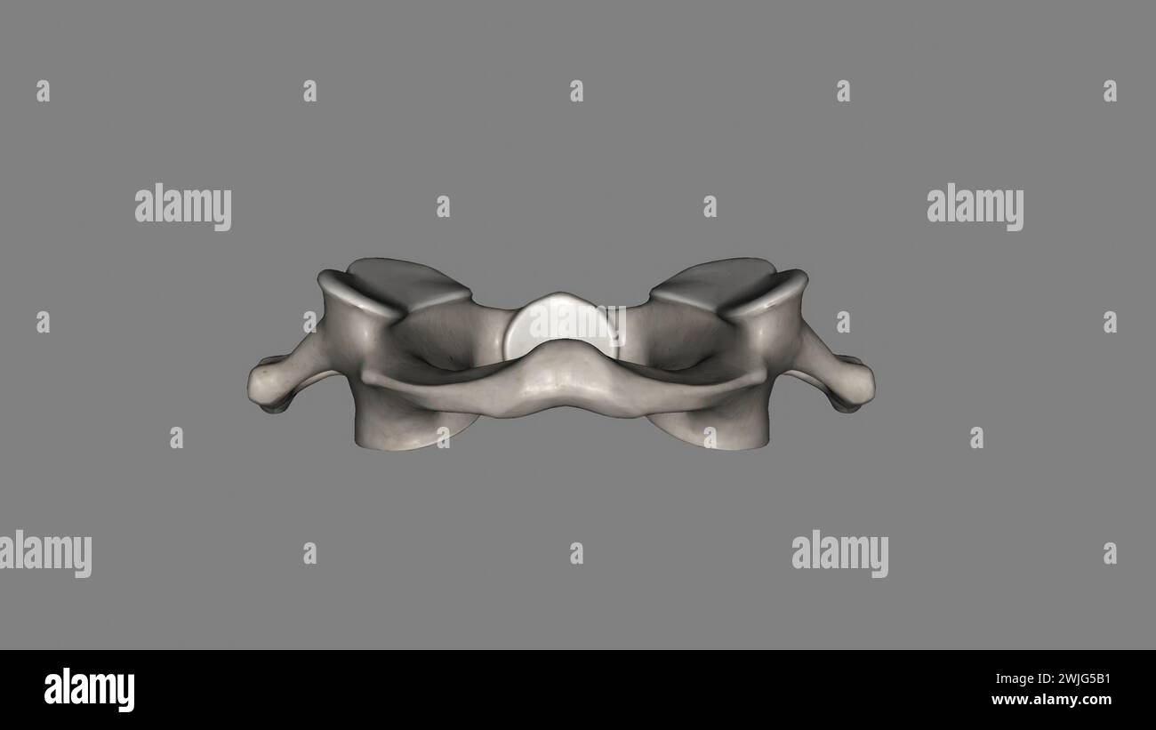 First cervical vertebrae hi-res stock photography and images - Alamy