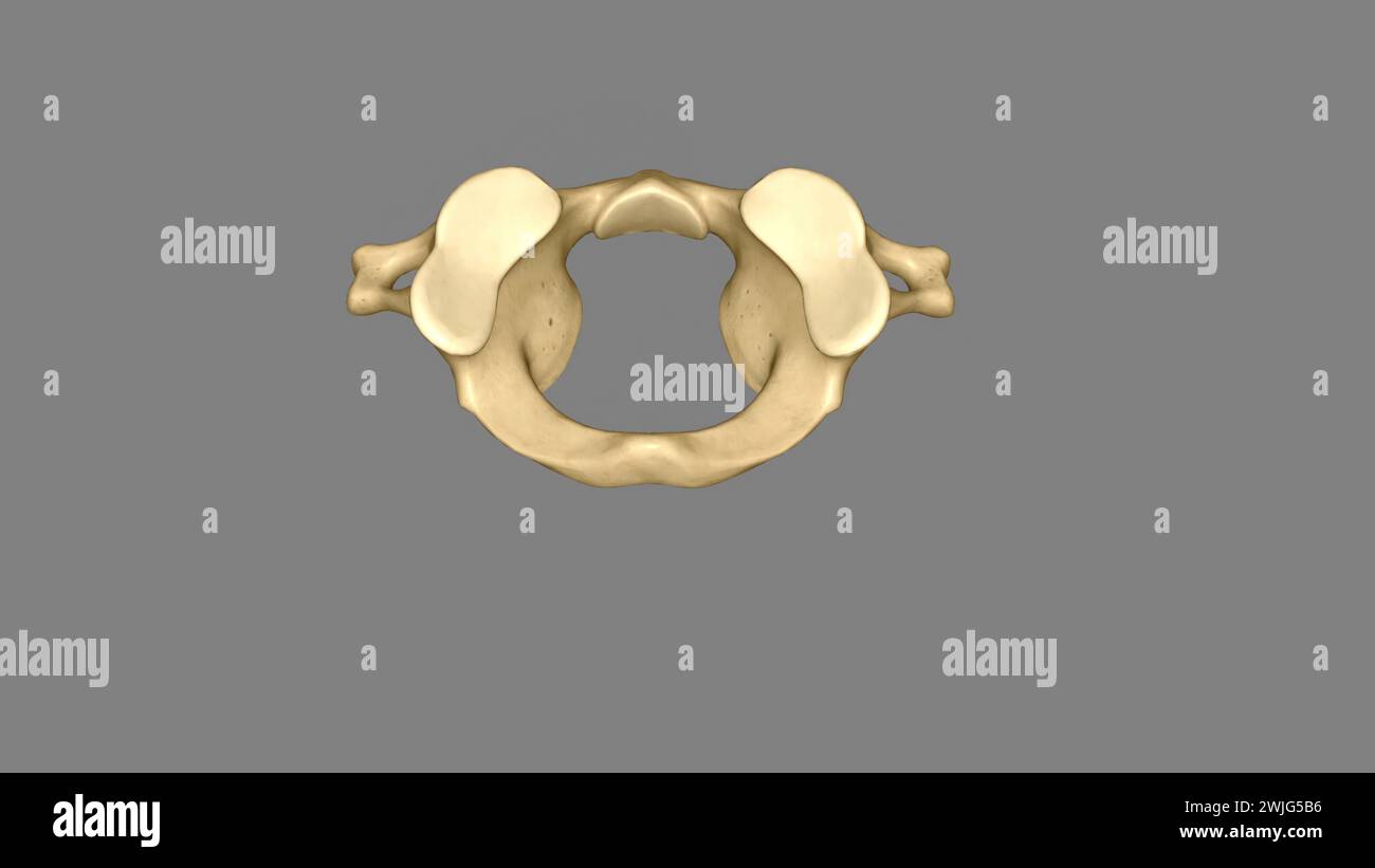 First cervical vertebrae hi-res stock photography and images - Alamy