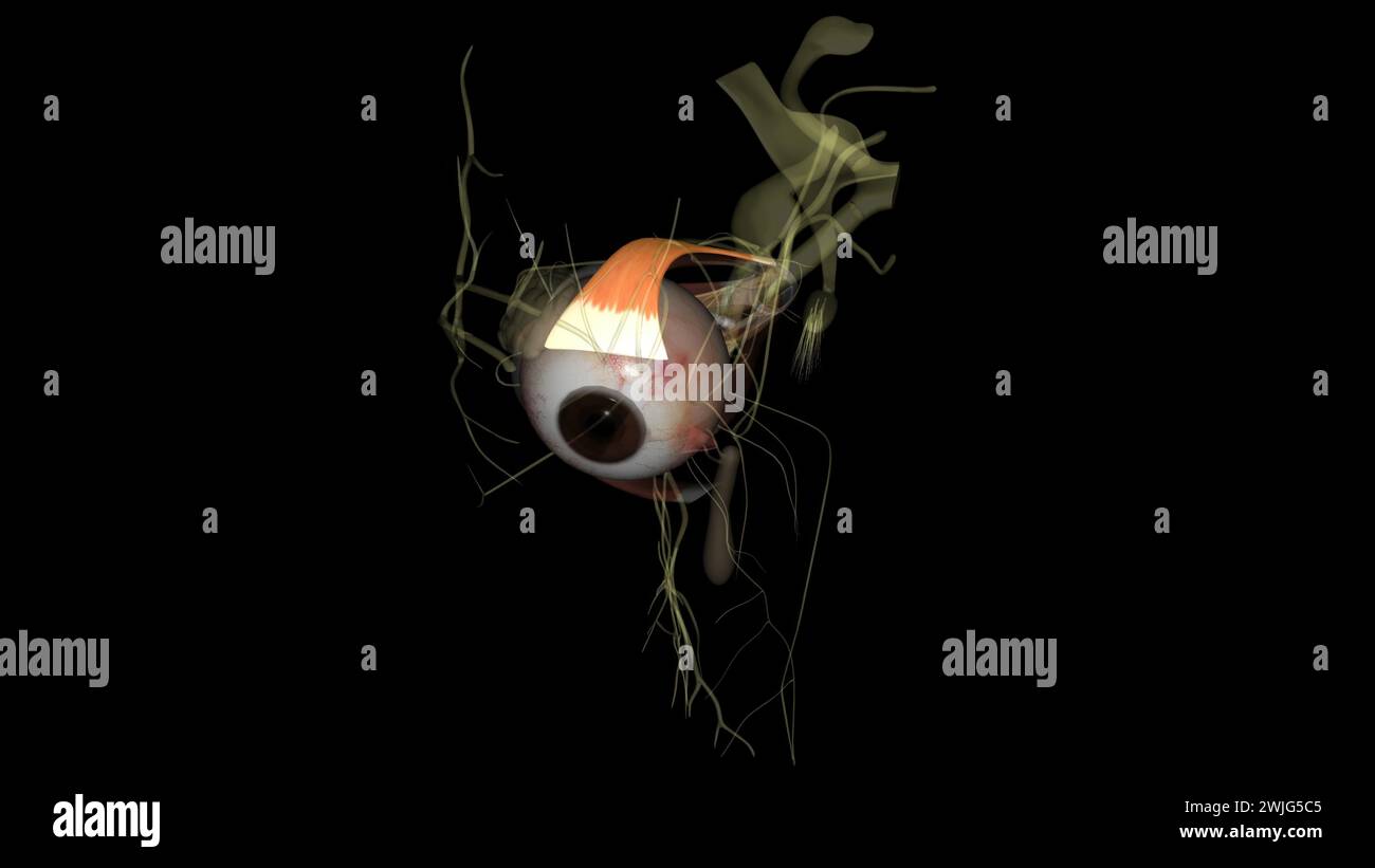 The levator palpebrae superioris is the muscle in the orbit that ...
