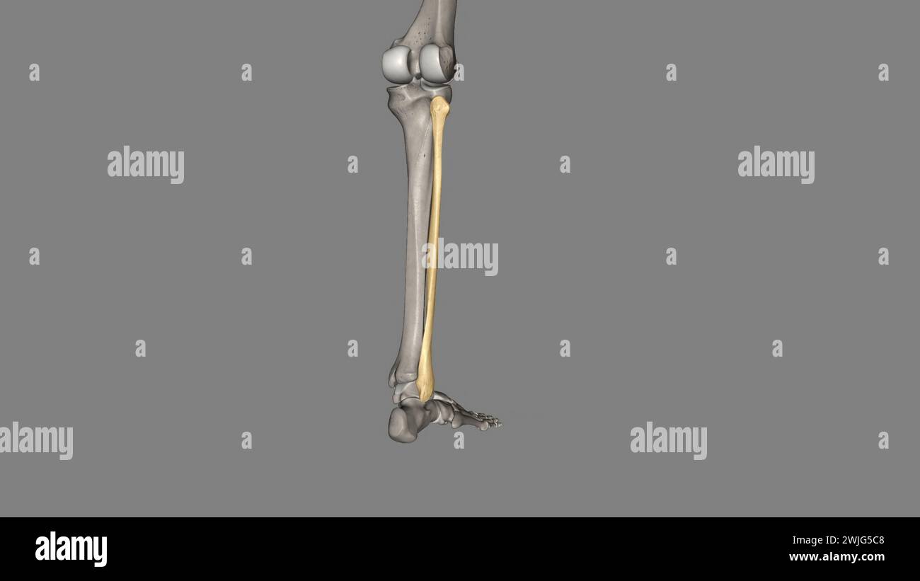 The fibula is a long bone in the lower extremity that is positioned on ...