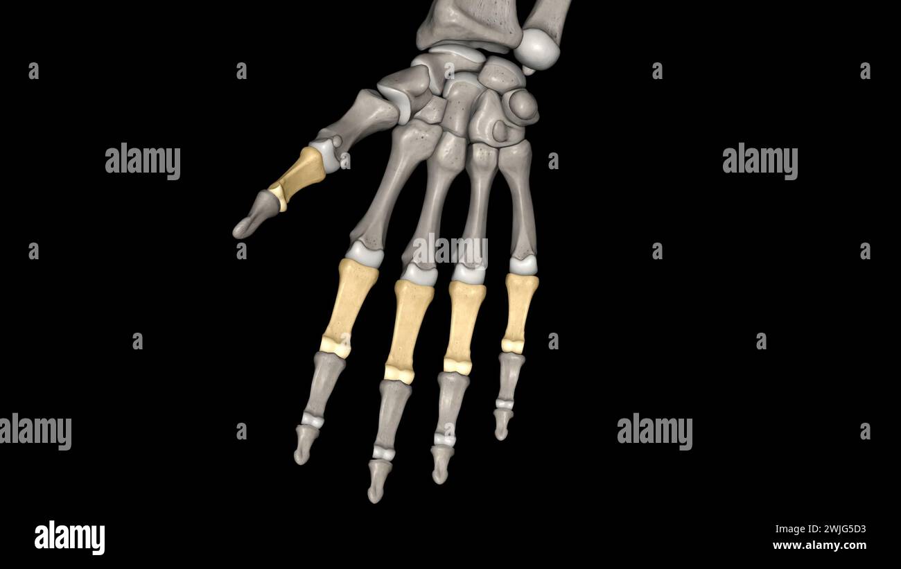 the proximal, or first bone, in the fingers when counting from the hand ...