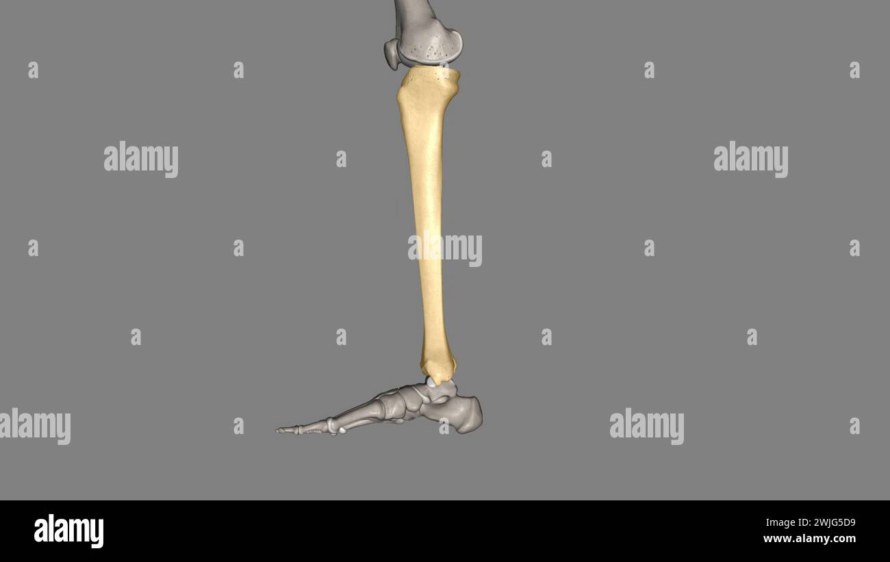 The tibia is the shinbone, the larger of the two bones in the lower leg ...