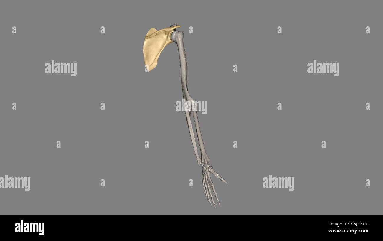 Triangular bones hi-res stock photography and images - Alamy