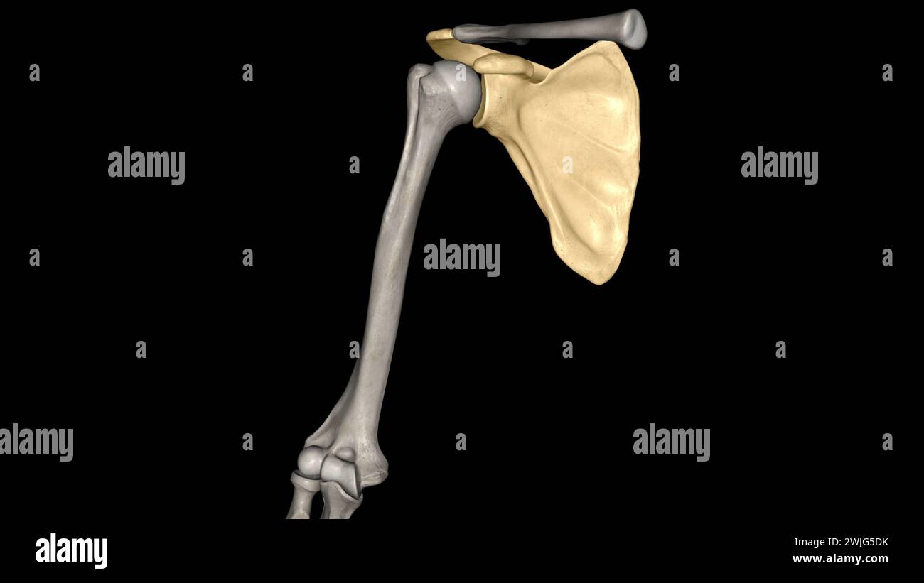 Triangular bones hi-res stock photography and images - Alamy