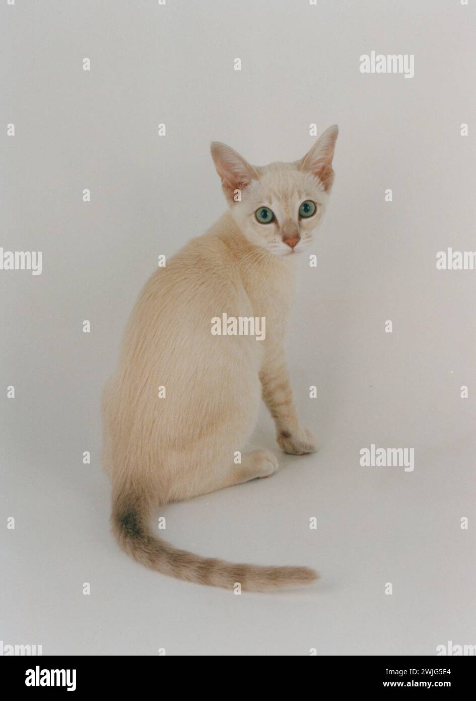 Cat breeds tabby hi-res stock photography and images - Alamy