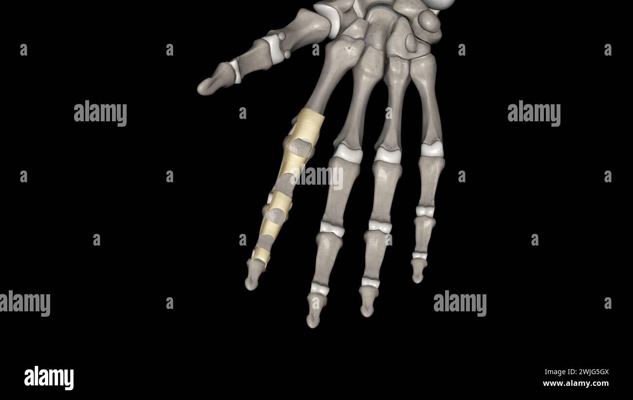 Annular joint hi-res stock photography and images - Alamy