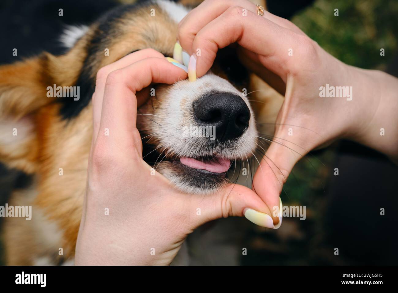 Concept of a warm relationship between pet and owner. Hands near the ...