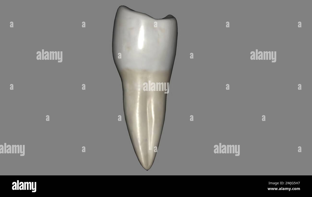 Mandibular second premolar hi-res stock photography and images - Alamy