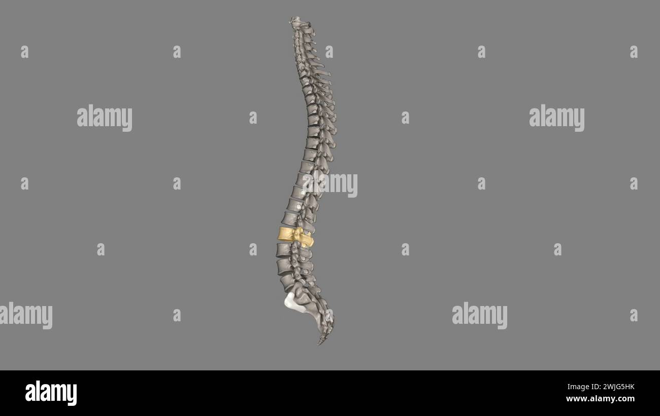 The L2 vertebra is located in the lower curvature of the spine, and the ...