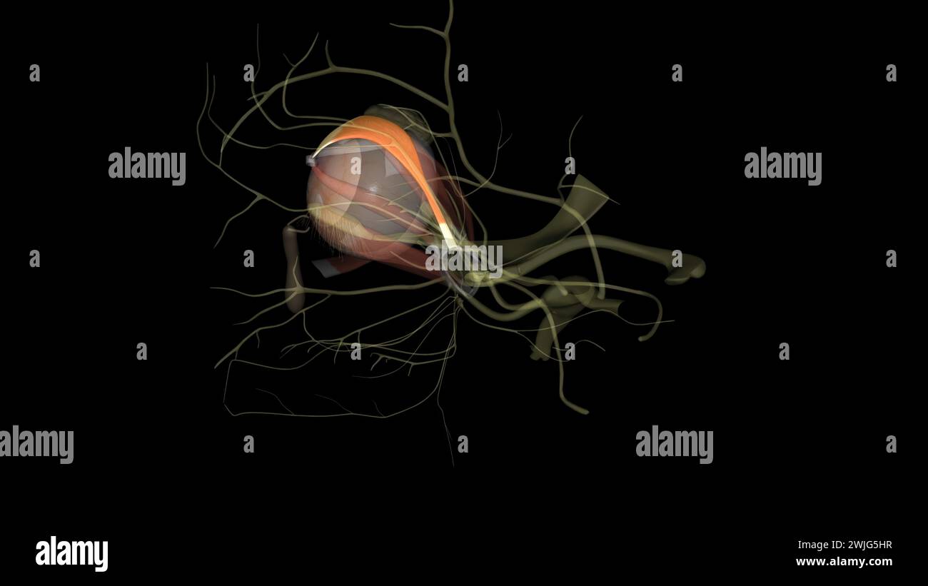 Levator palpebrae superioris muscle hi-res stock photography and images ...