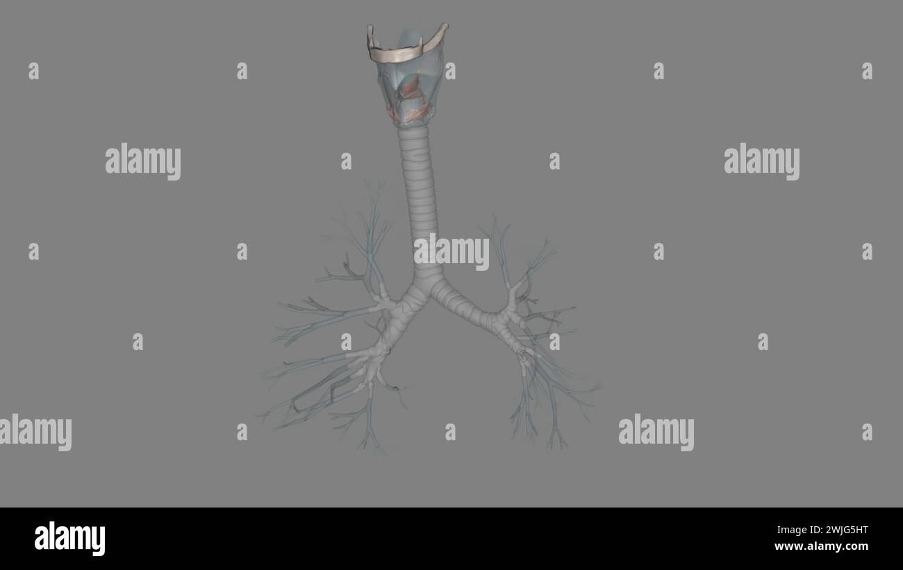 The trachea is the long tube that connects your larynx (voice box) to ...