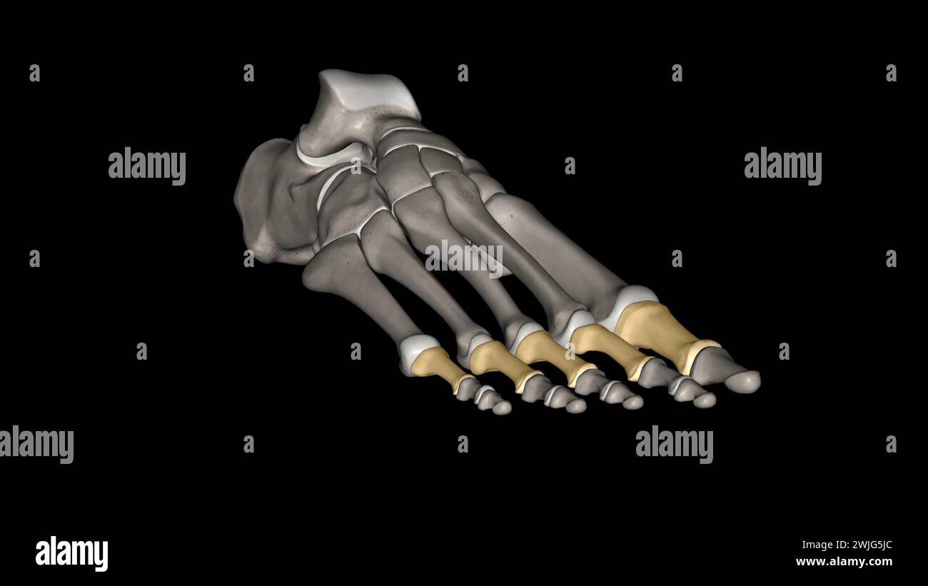 Bones of the leg from the foot to the femur hi-res stock photography ...