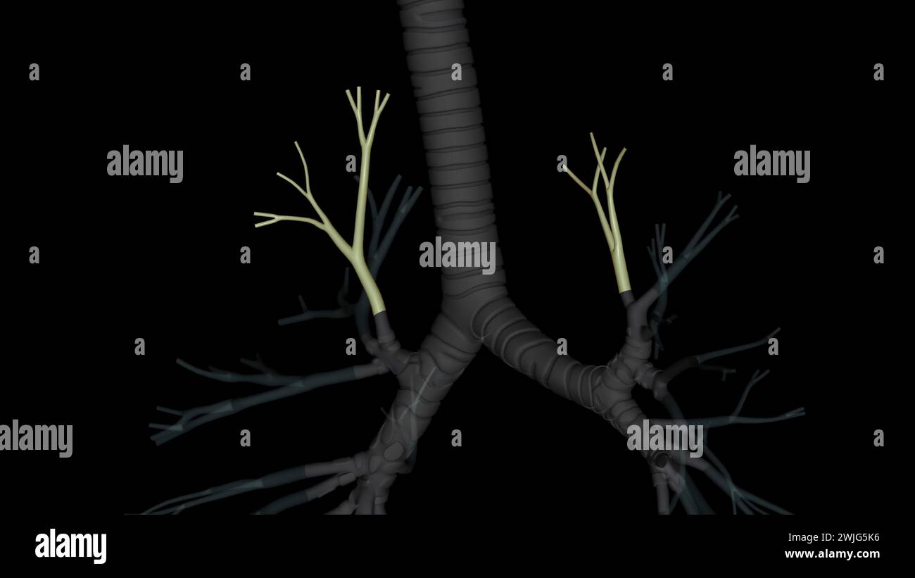 The apical segmental bronchus is the most superior bronchus of the ...