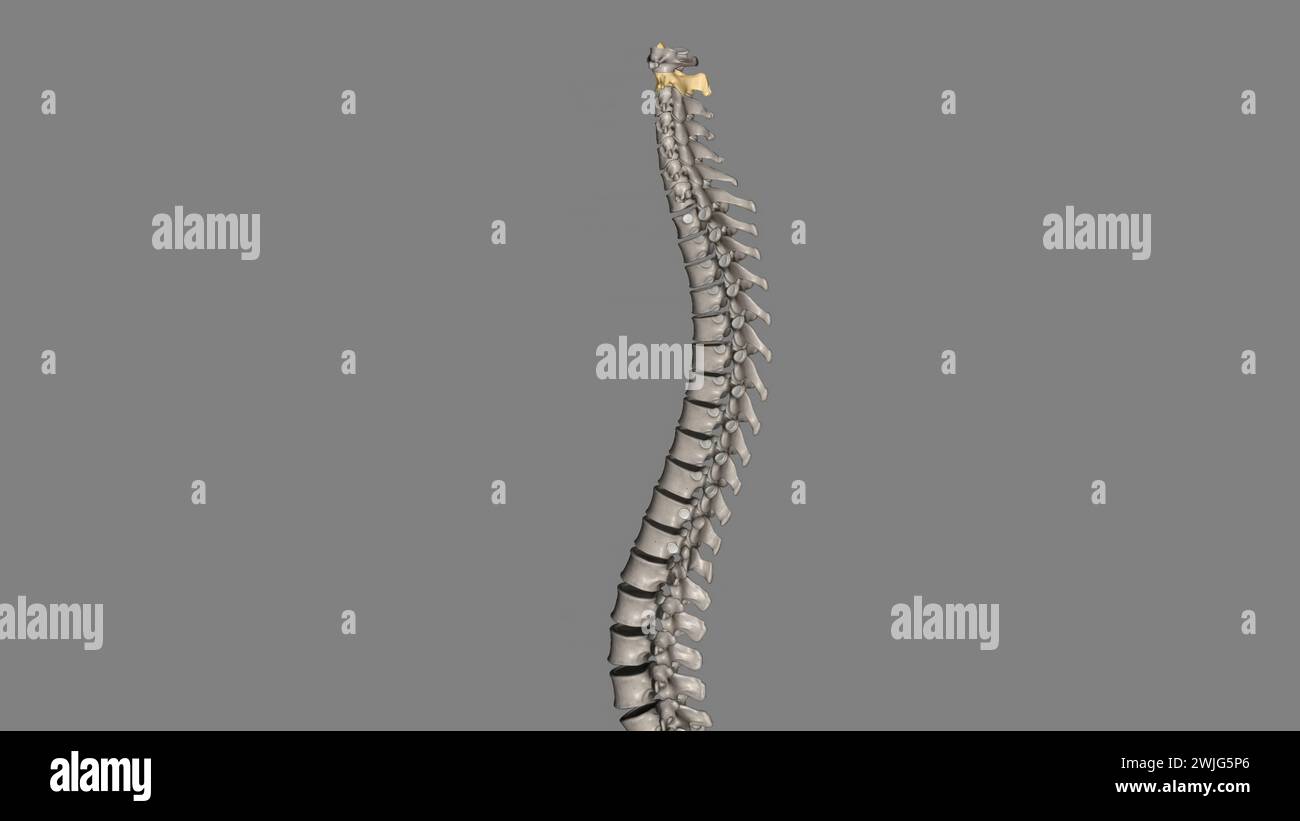 C2 ribs hi-res stock photography and images - Alamy