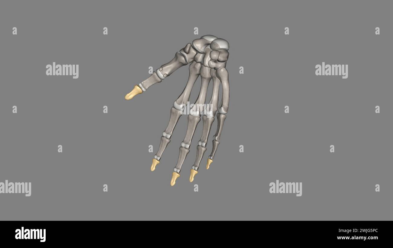 The thumb distal phalanx is a short bone with a rounded tuft at the end ...