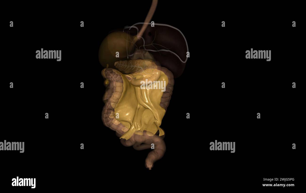 Mesocolon hi-res stock photography and images - Alamy