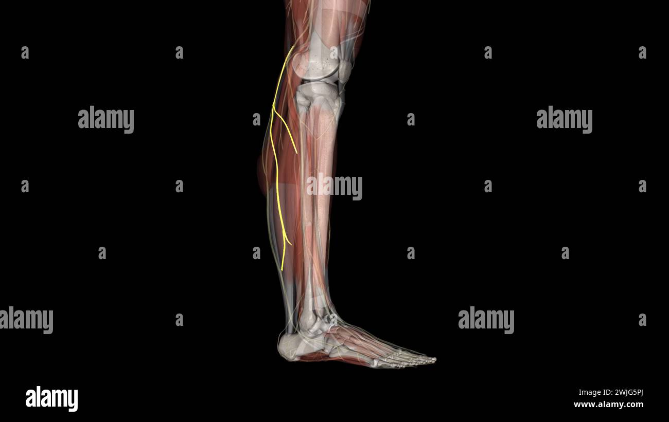 The lateral sural cutaneous nerve of the lumbosacral plexus supplies ...