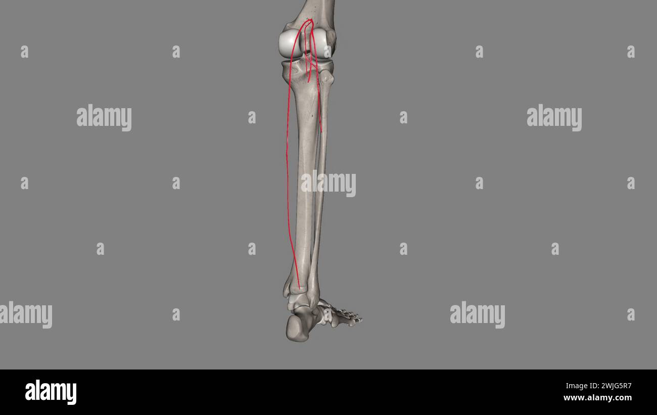 Sural lateral hi-res stock photography and images - Alamy