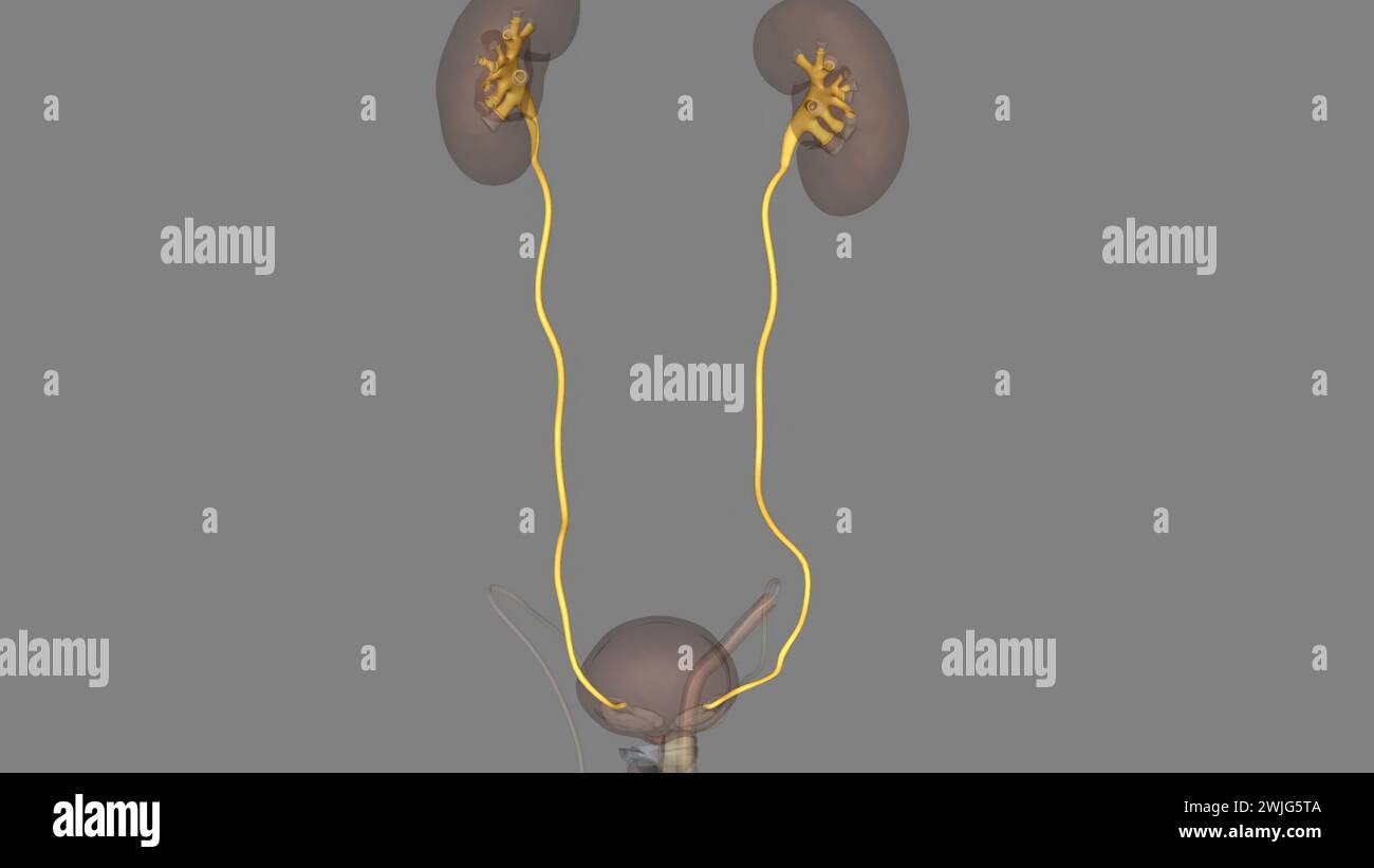 The ureters are tubes made of smooth muscle that propel urine from the ...