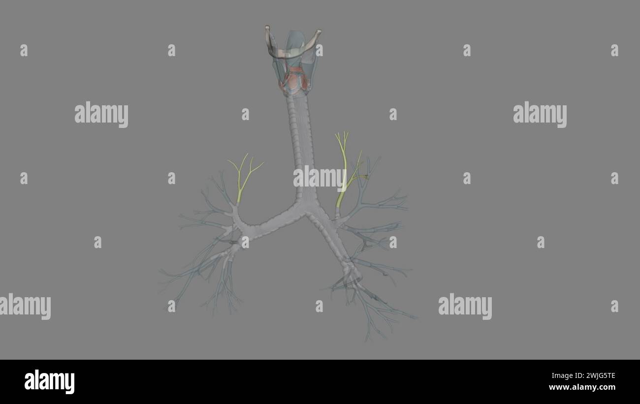 Bronchial circulation hi-res stock photography and images - Alamy