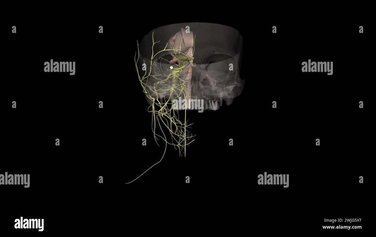 12 cranial nerves hi-res stock photography and images - Alamy