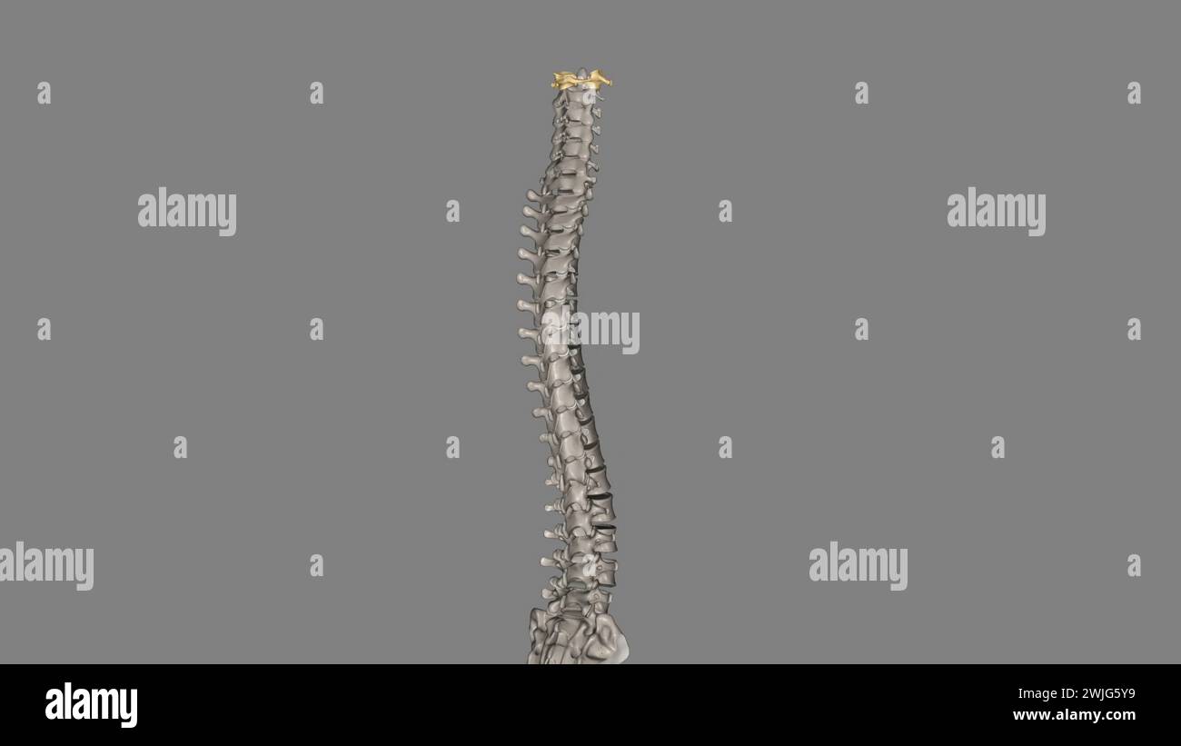 First cervical vertebrae hi-res stock photography and images - Alamy