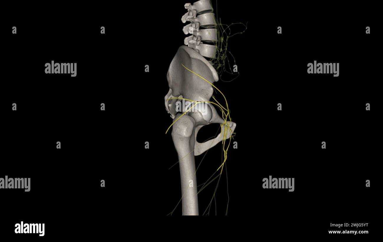 Components of the digestive system hi-res stock photography and images ...