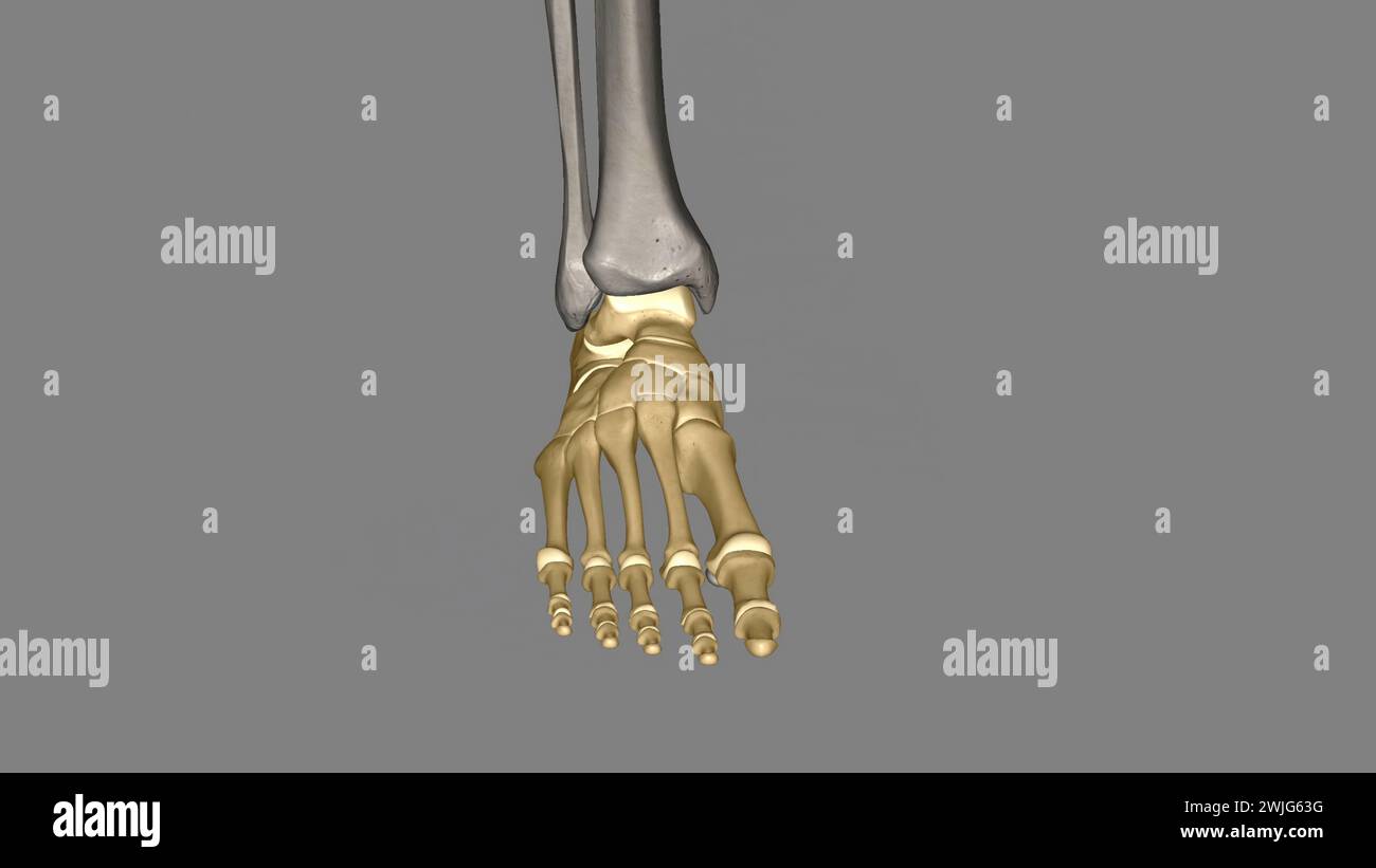 Complex joints of body hi-res stock photography and images - Alamy