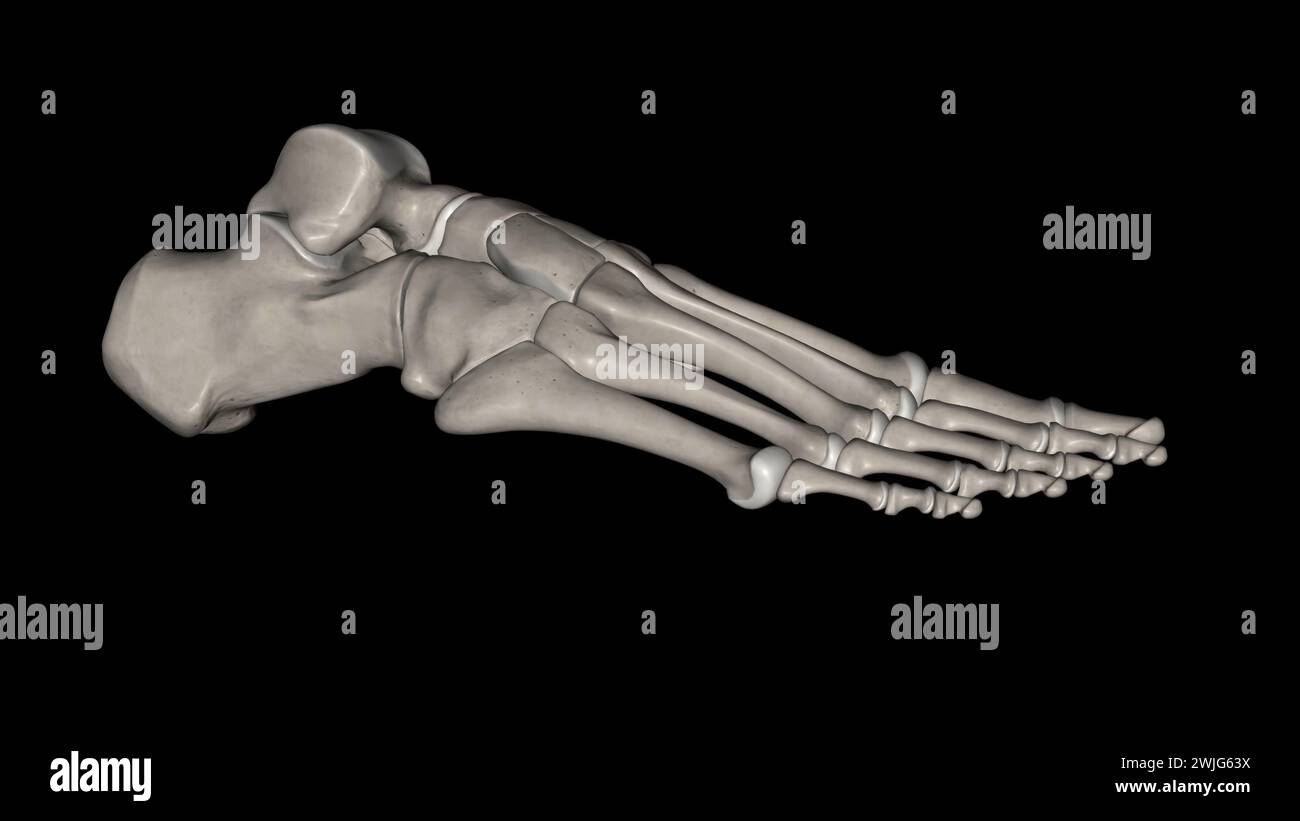 The skeleton of the foot has 26 bones hi-res stock photography and ...