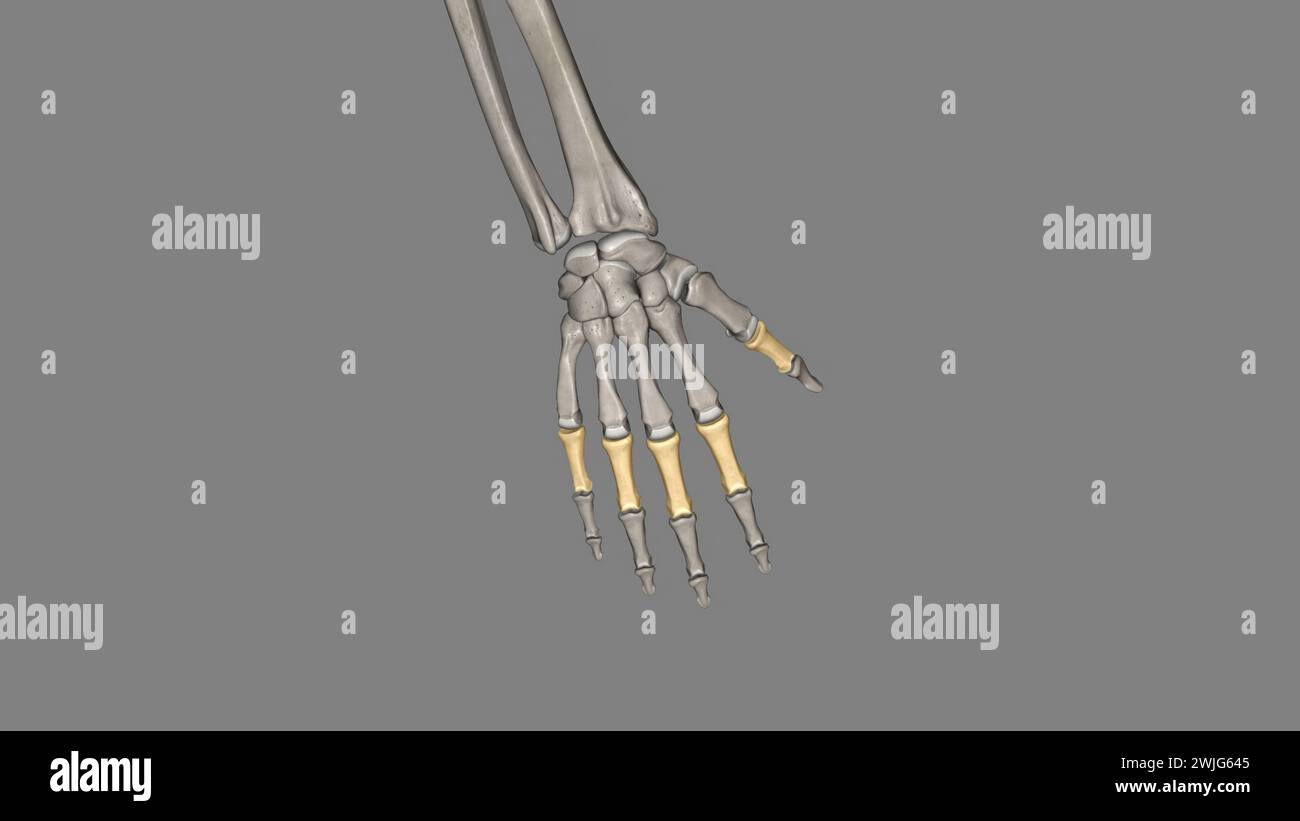 Counting bones hi-res stock photography and images - Alamy