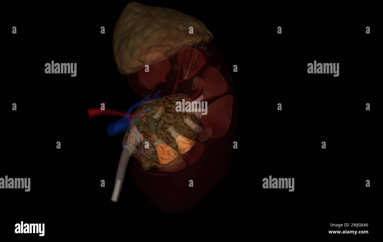 Renal pyramid, any of the triangular sections of tissue that constitute ...