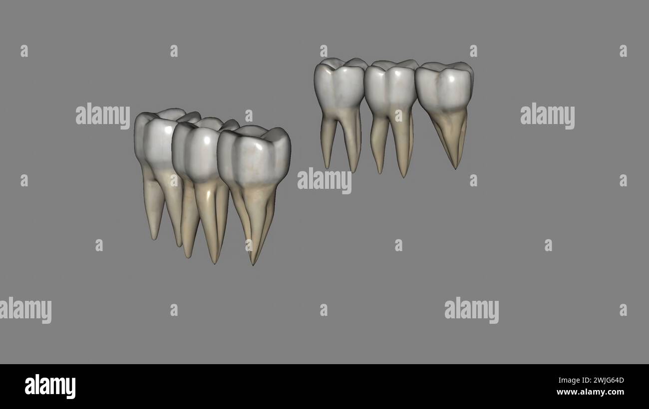The mandibular molars perform the major portion of the work 3d ...