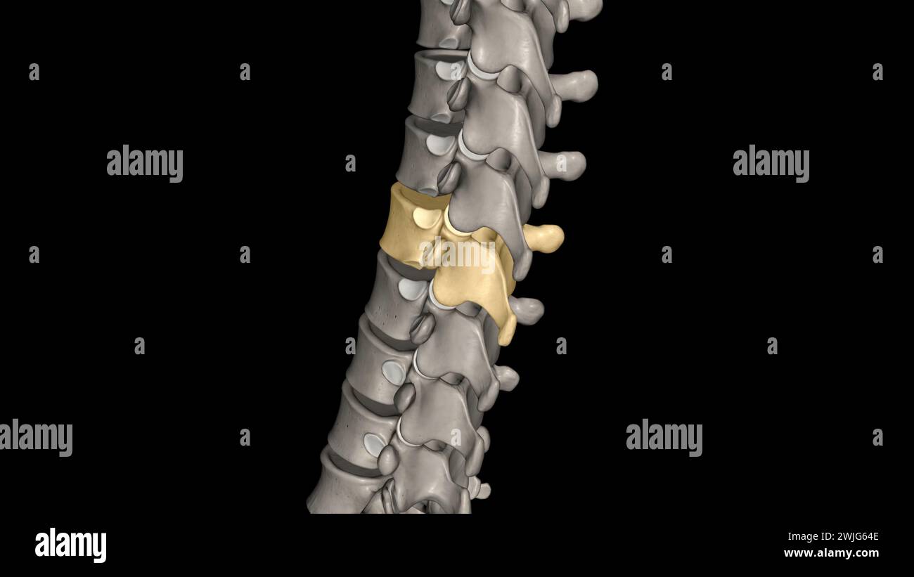Thoracic Vertebral, T9 Twelve vertebrae are located in the thoracic ...