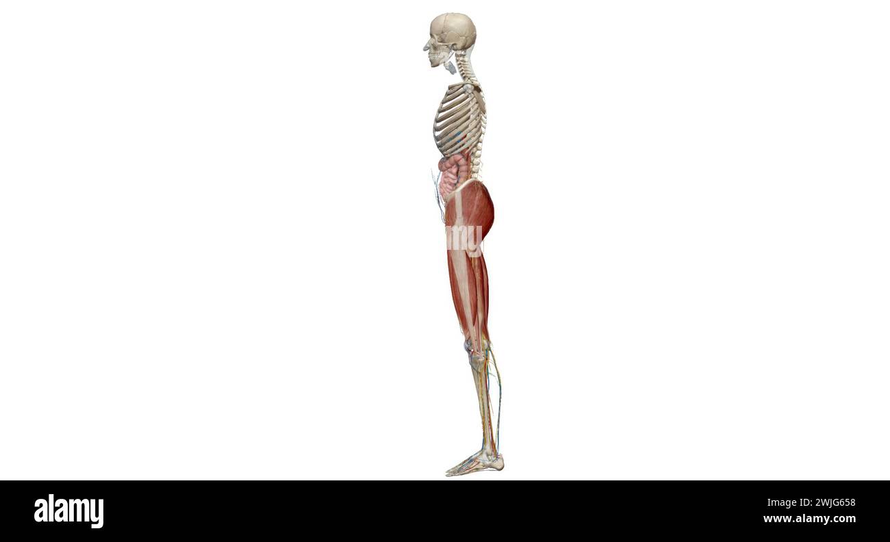 Pelvis rotation Cut Out Stock Images & Pictures - Alamy