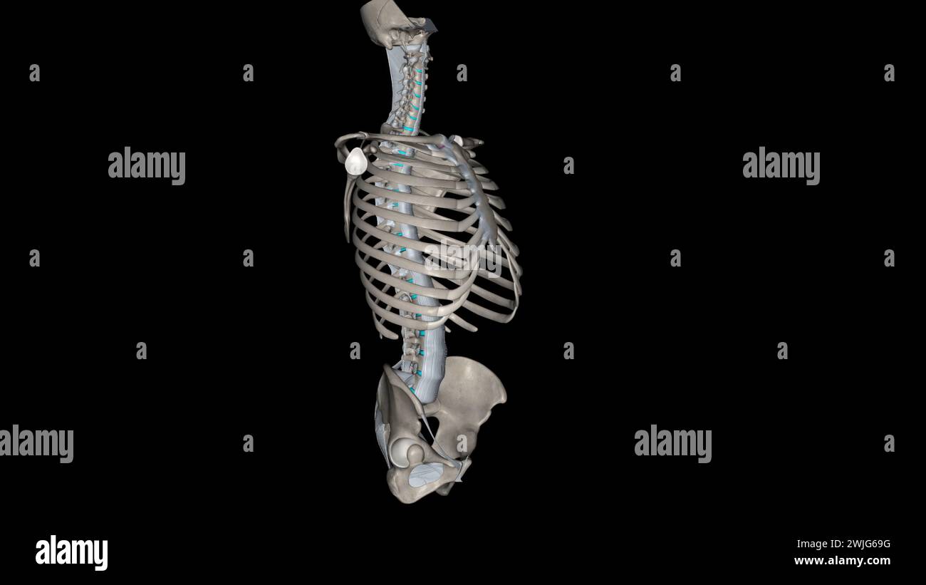Bones of trunk anatomy hi-res stock photography and images - Alamy